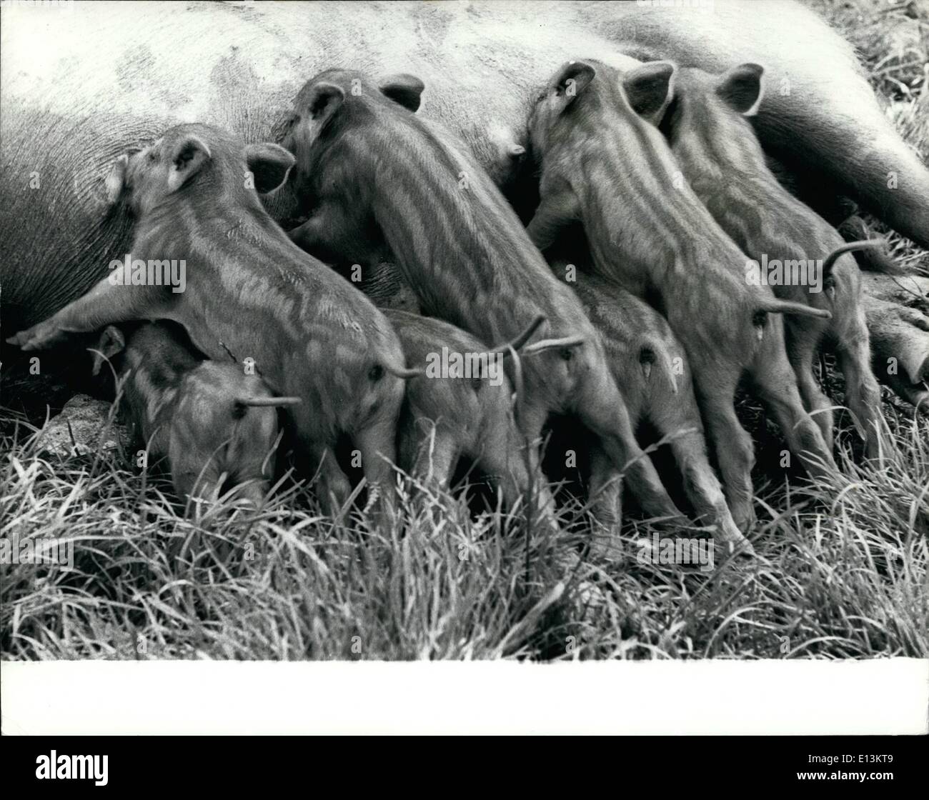 Iron age farm hi-res stock photography and images - Alamy