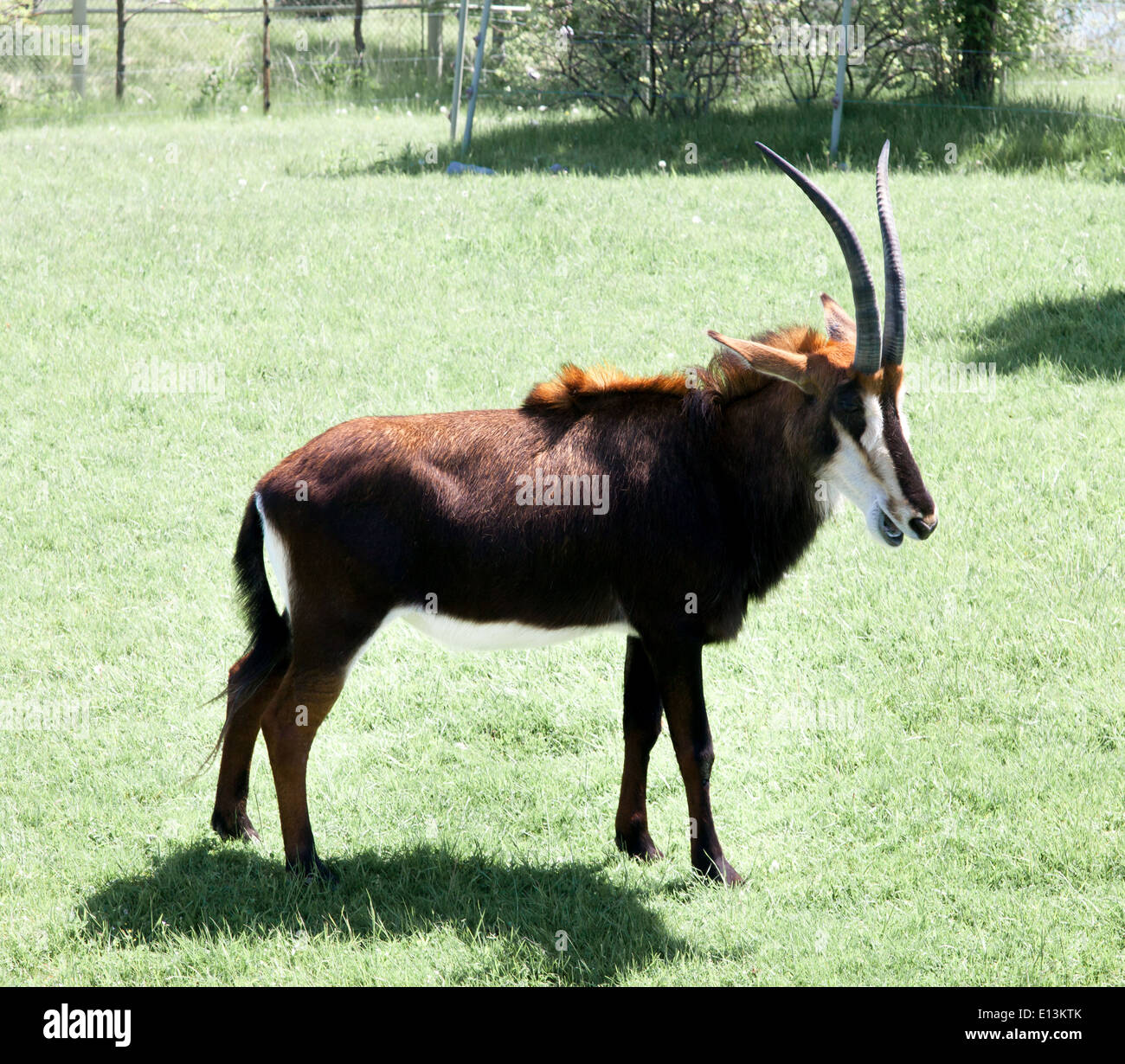 Safari animalssable antelope hi-res stock photography and images - Alamy