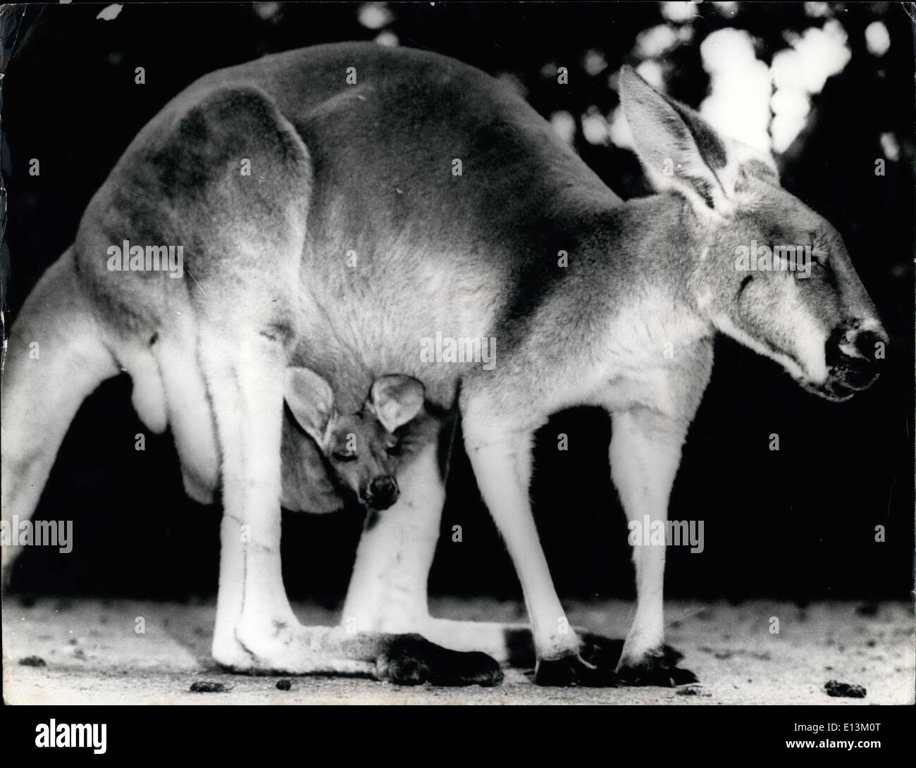 Taronga zoo at night hi-res stock photography and images - Alamy