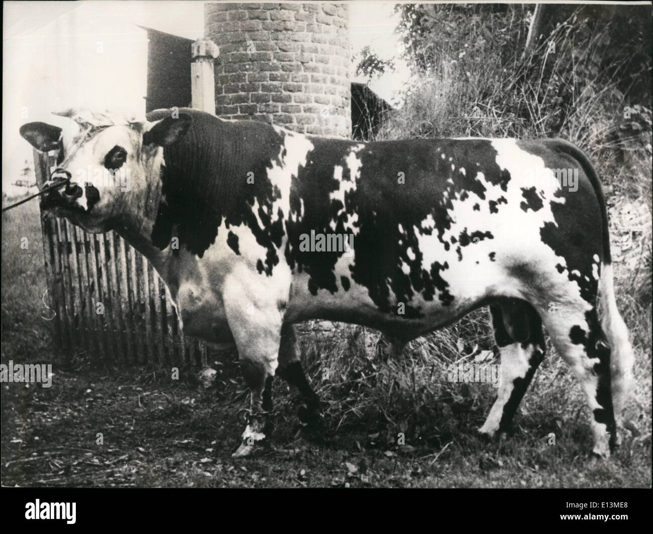 Mar. 22, 2012 - This Bull Was Sold 7,000 Nylon, A three -Year Old ...
