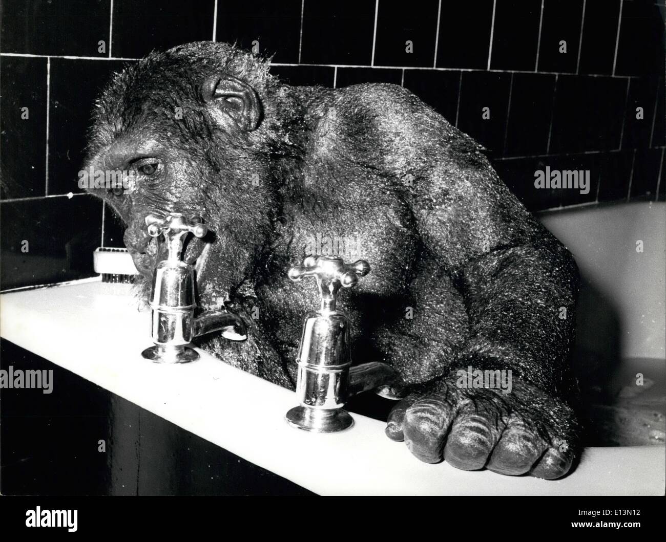 2012 gorilla getting a bath hi-res stock photography and images - Alamy