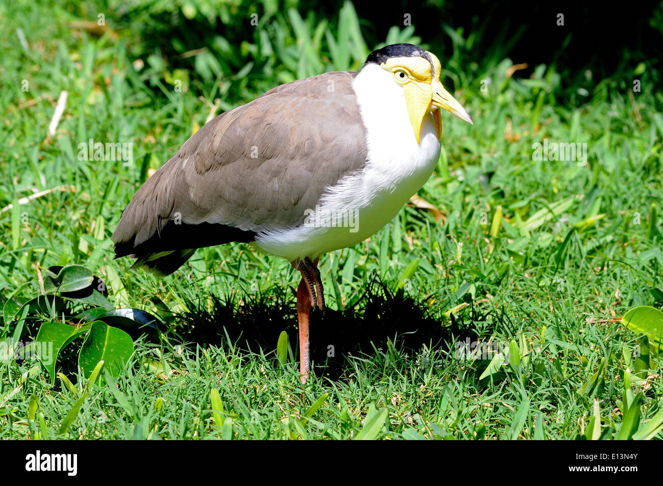 Masked Lapwing (Vanellus Miles Miles) standing on one leg Stock Photo ...