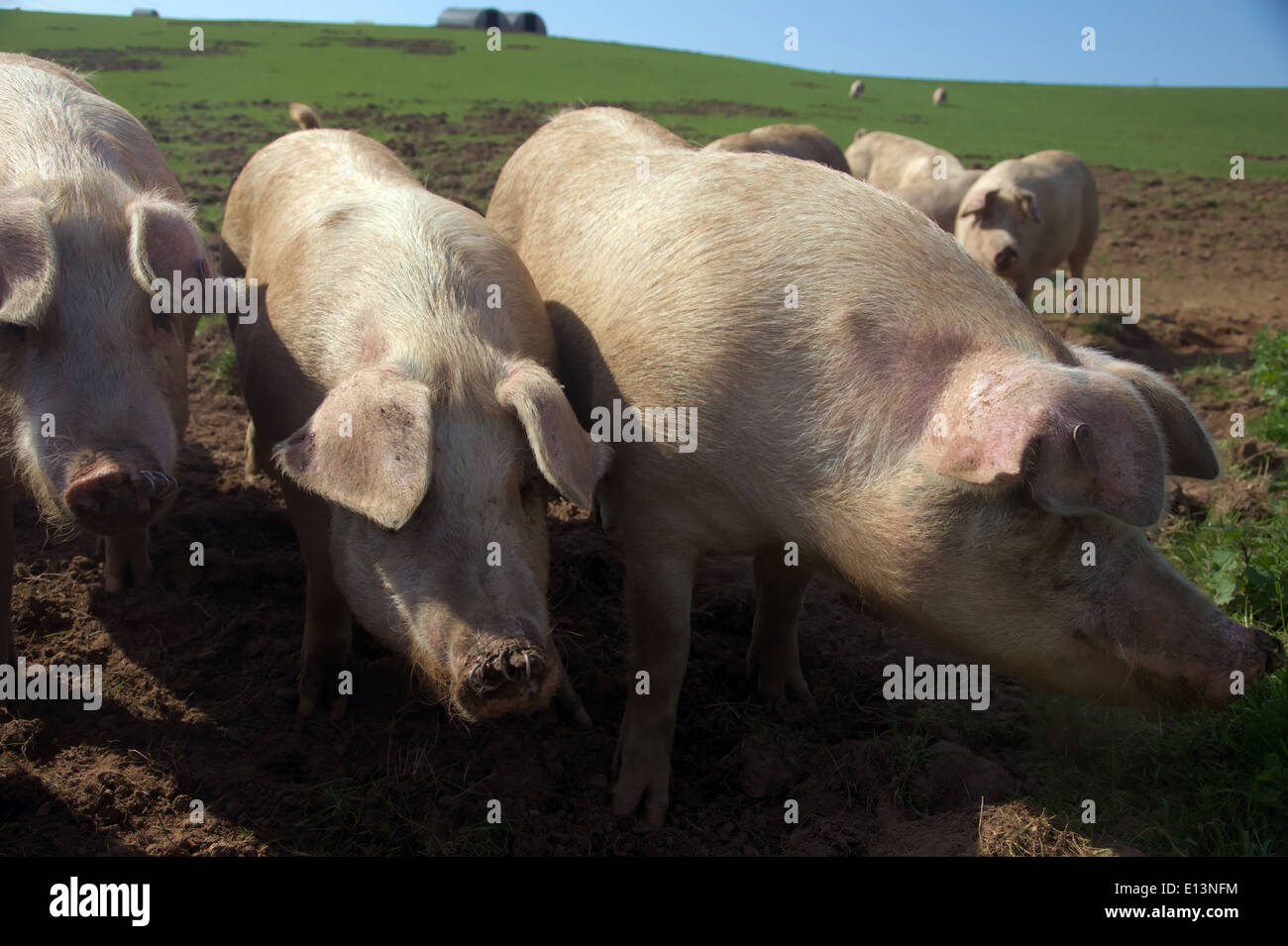 Breeding pigs hi-res stock photography and images - Alamy