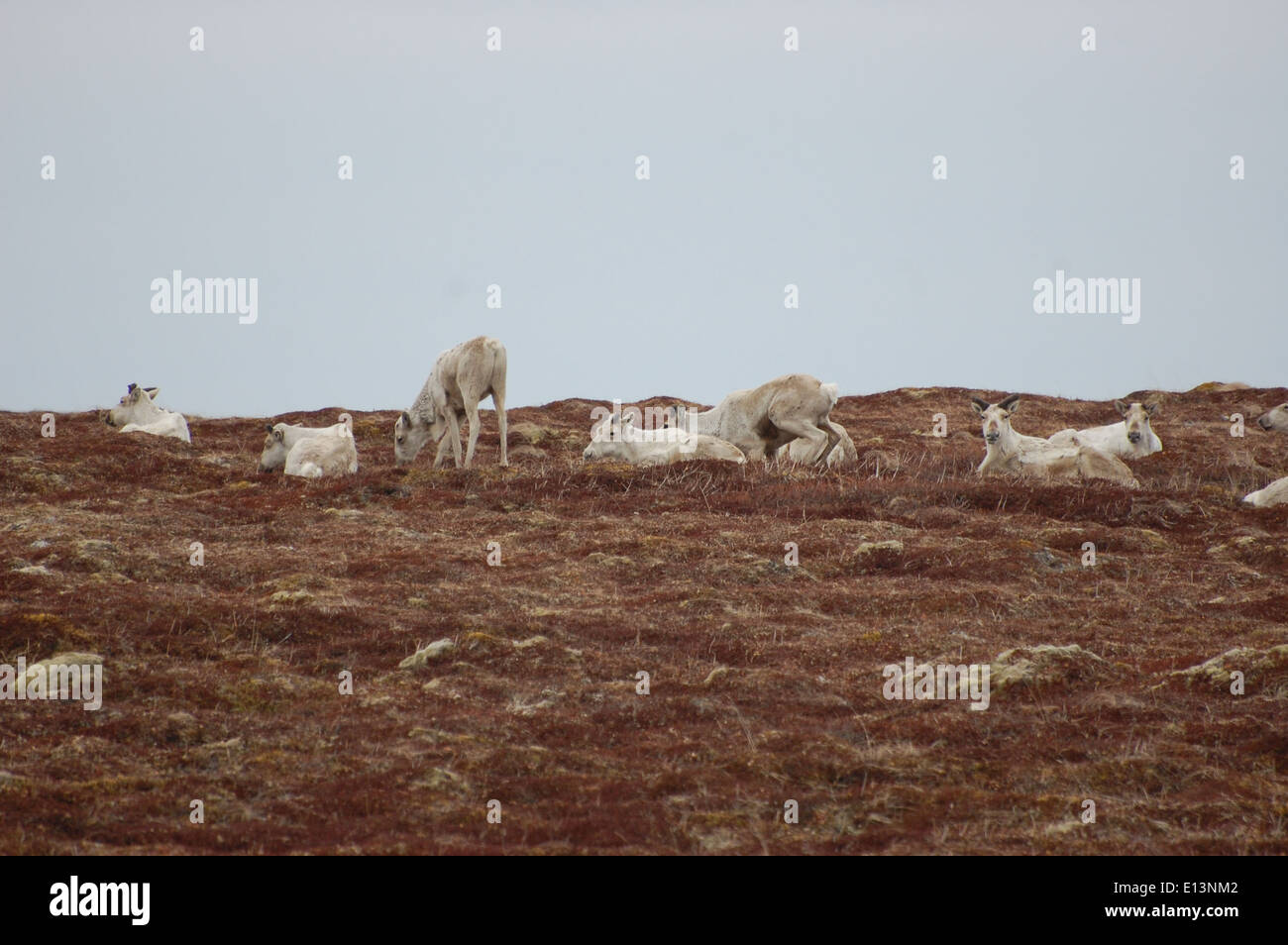 The Izembek National Wildlife Refuge in Alaska provides critical ...