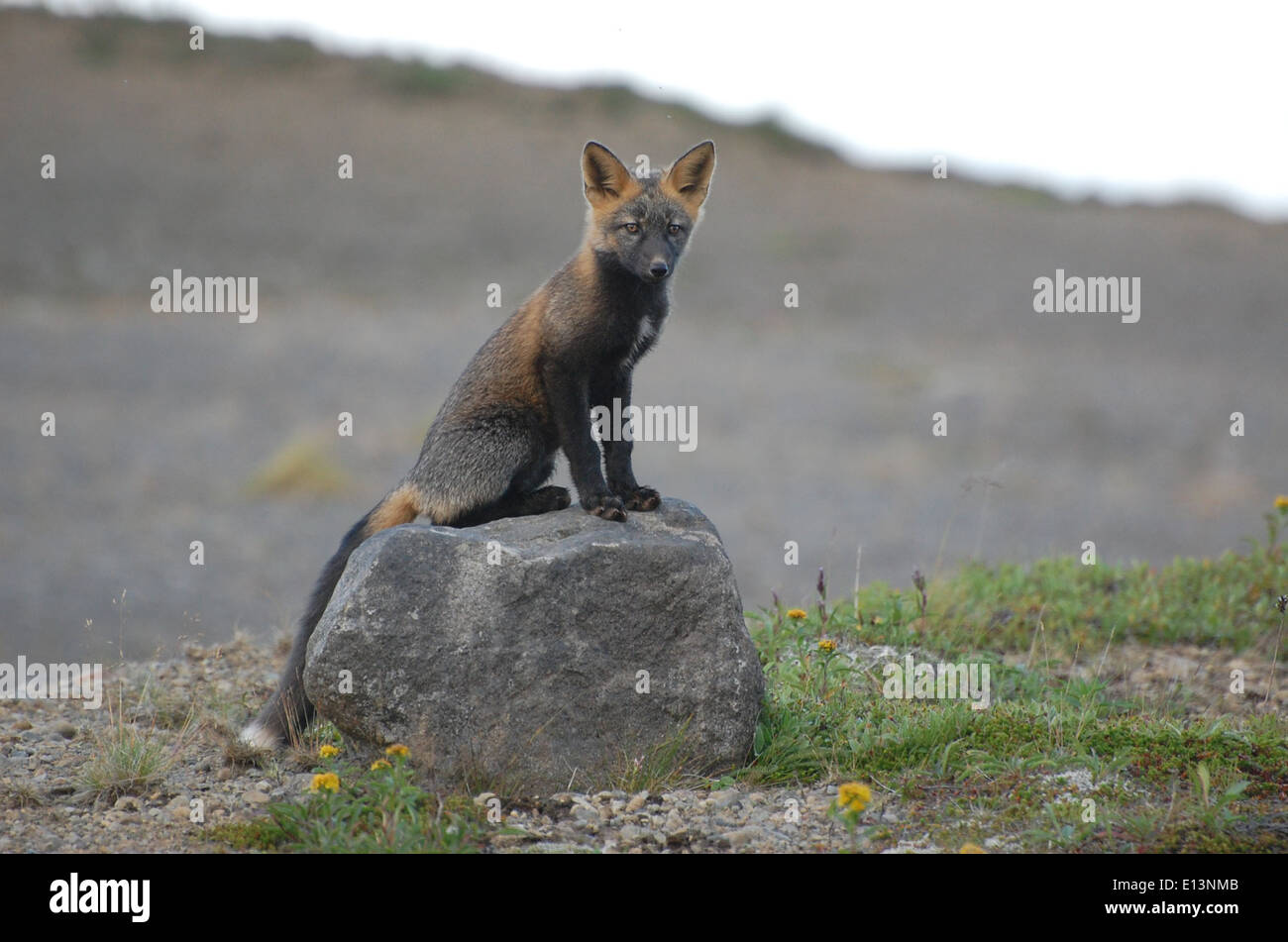 A Red Fox kit is observed in the Izembek National Wildlife Refuge ...