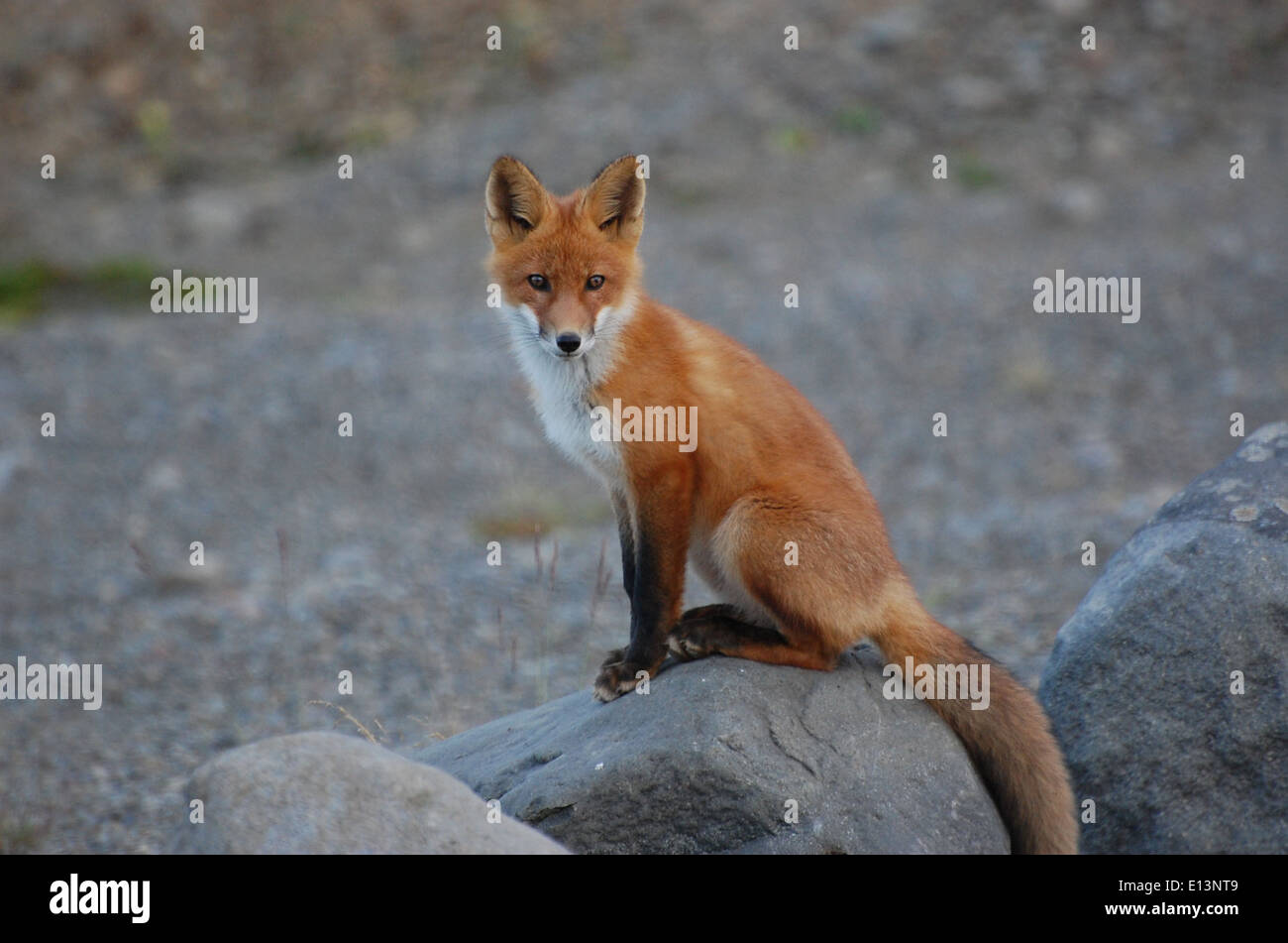 A red fox kit observed at Izembek National Wildlife Refuge in Alaska ...