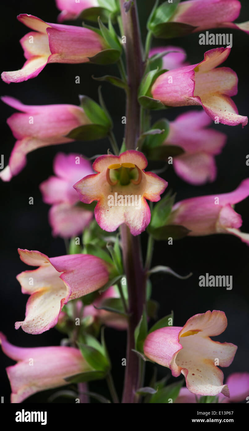 Digitalis valinii illumination pink hi-res stock photography and images ...