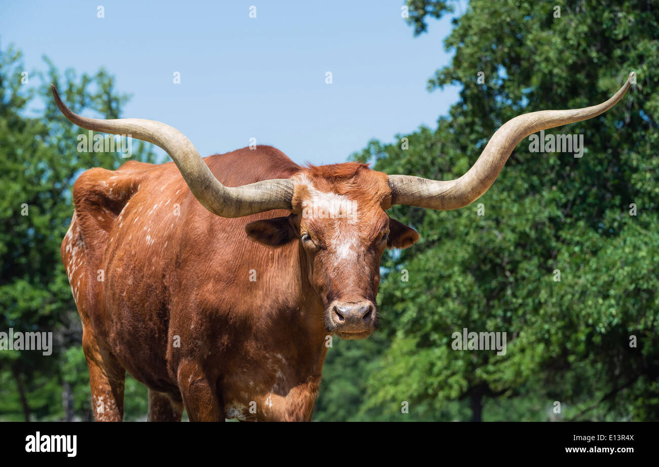 Closeup of Texas longhorn against trees Stock Photo - Alamy