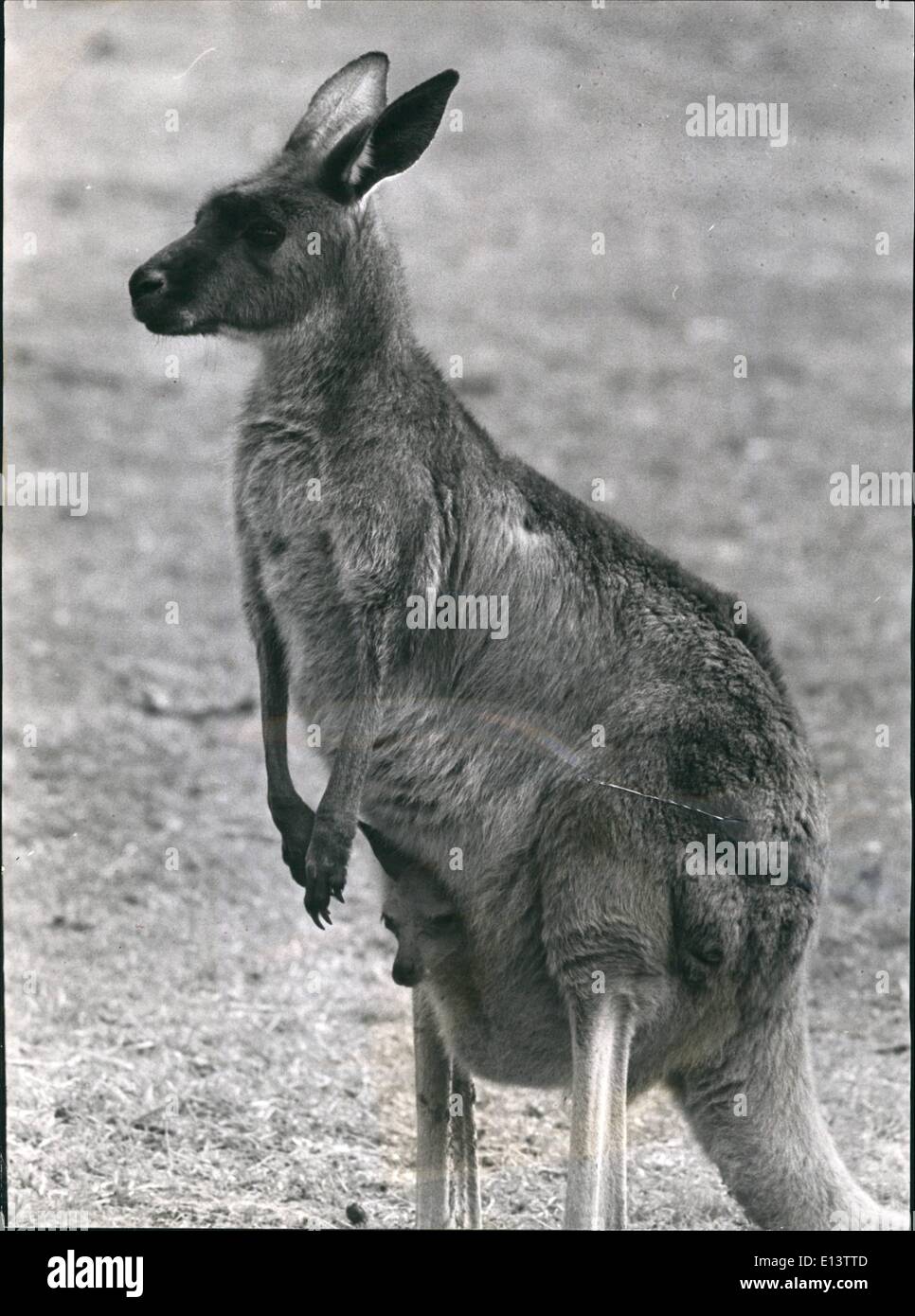 Black faced kangaroo hi-res stock photography and images - Alamy