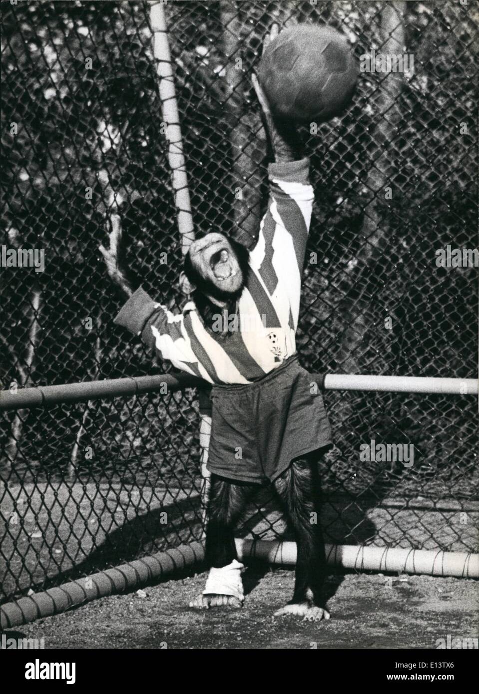 Mar. 27, 2012 - The World Cup may be over, but now for the chimps ...
