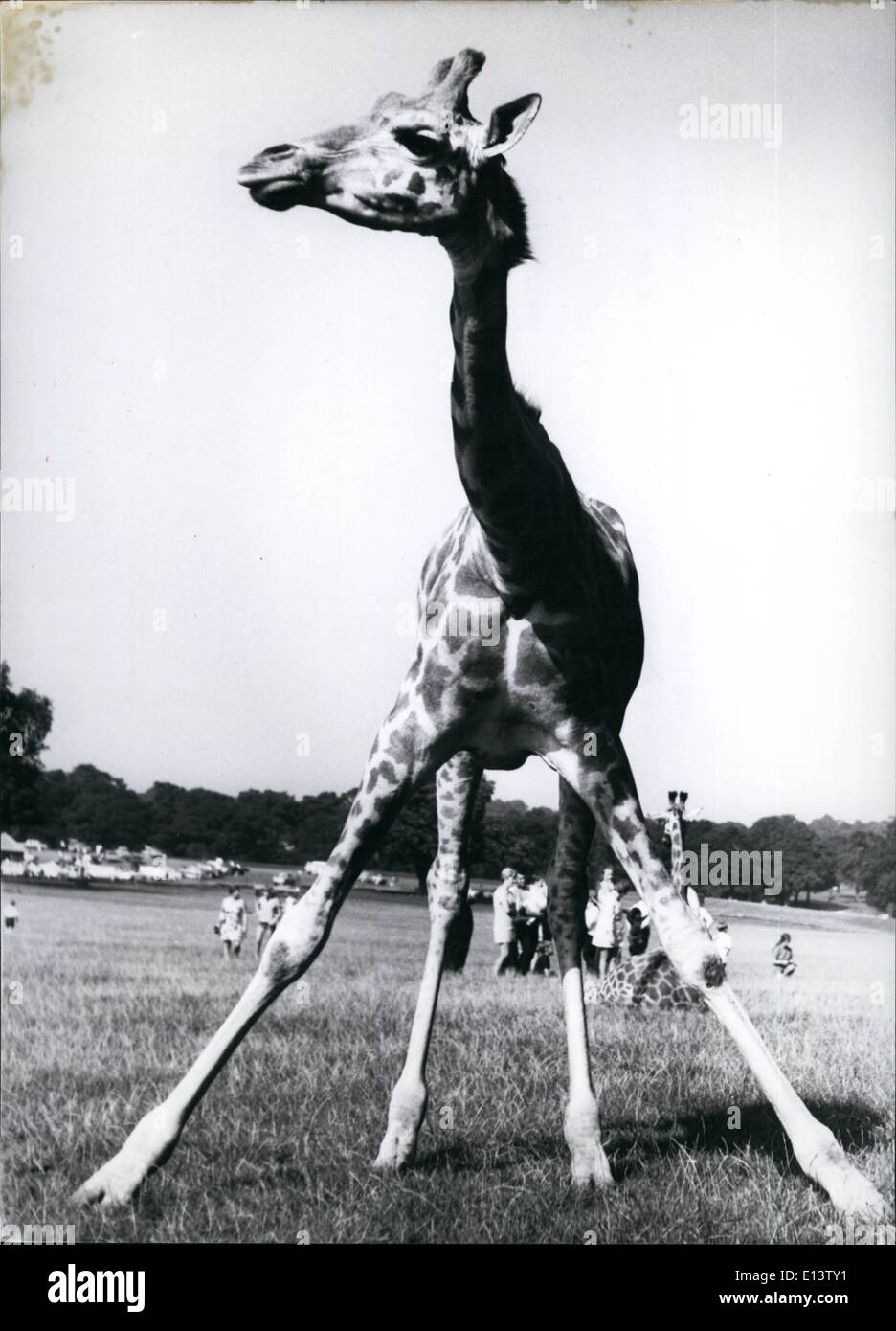 Giraffe feet hi-res stock photography and images - Alamy
