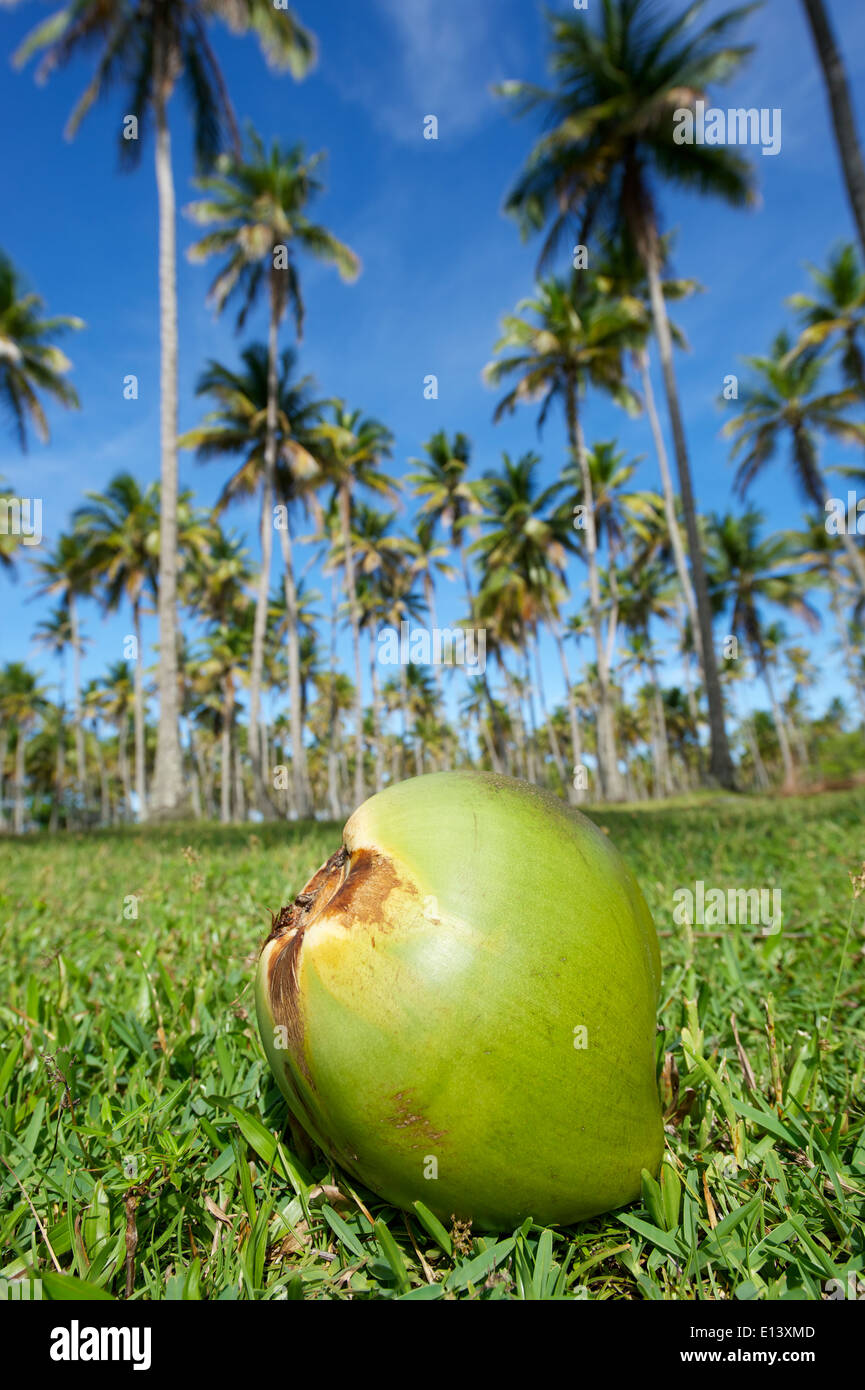 Coconut sitting in patch of grass in front of grove of tall green ...