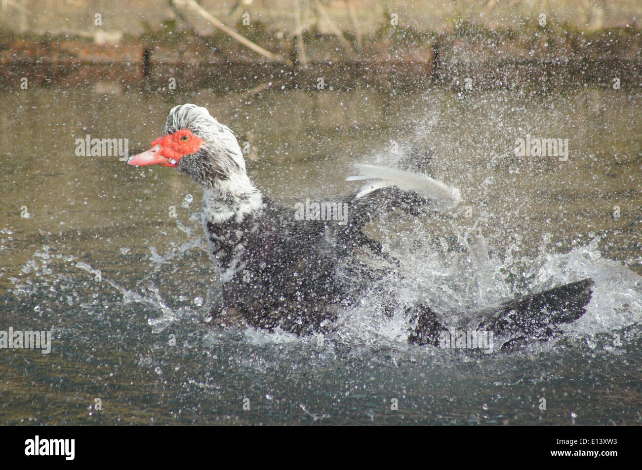Muscovy duck cleaning self Stock Photo - Alamy