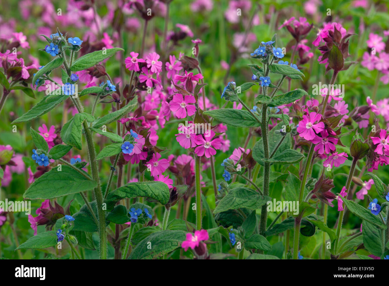 Red Campion Silene dioica and Green Alkanet Stock Photo - Alamy