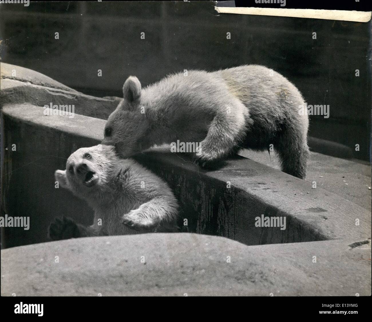 Bears make boisterous babies hi-res stock photography and images - Alamy
