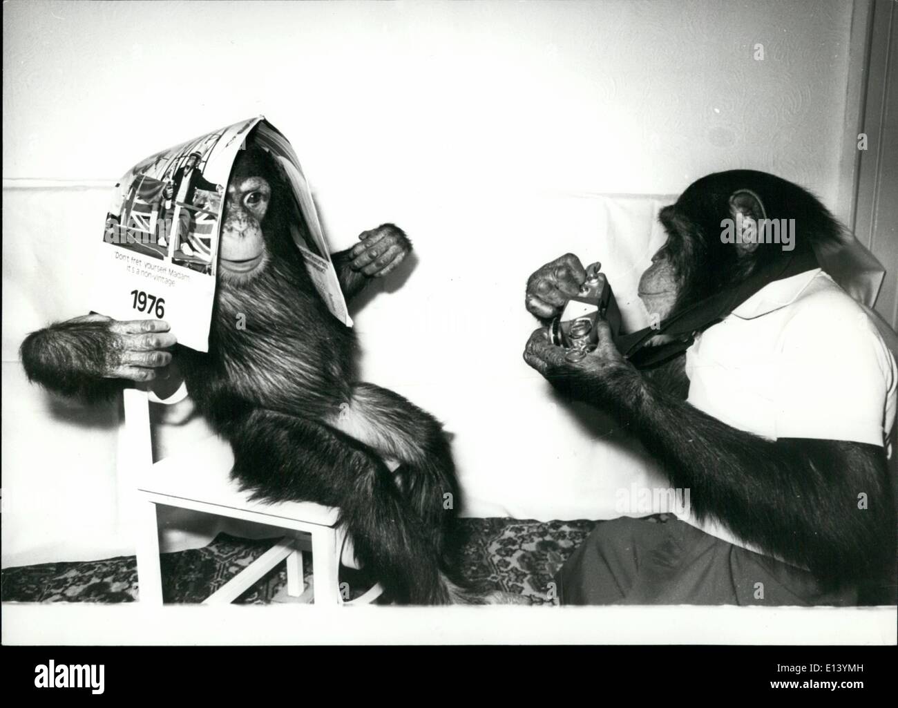 Two chimps hi-res stock photography and images - Alamy