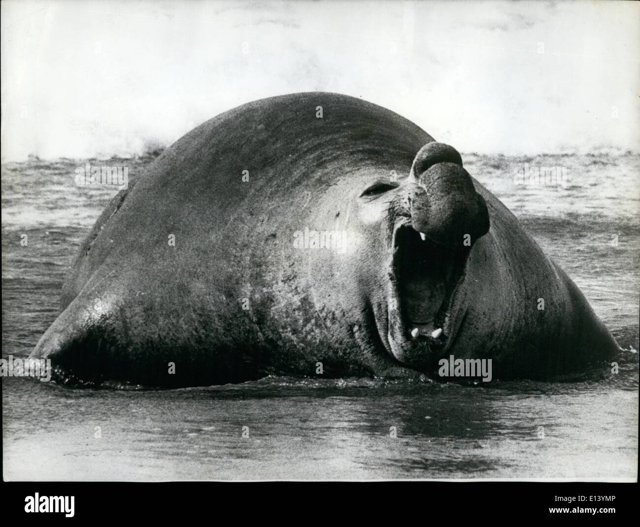 Mar. 27, 2012 - Sea-Elephant sunbathing on the beach at Lyall Bay, New ...