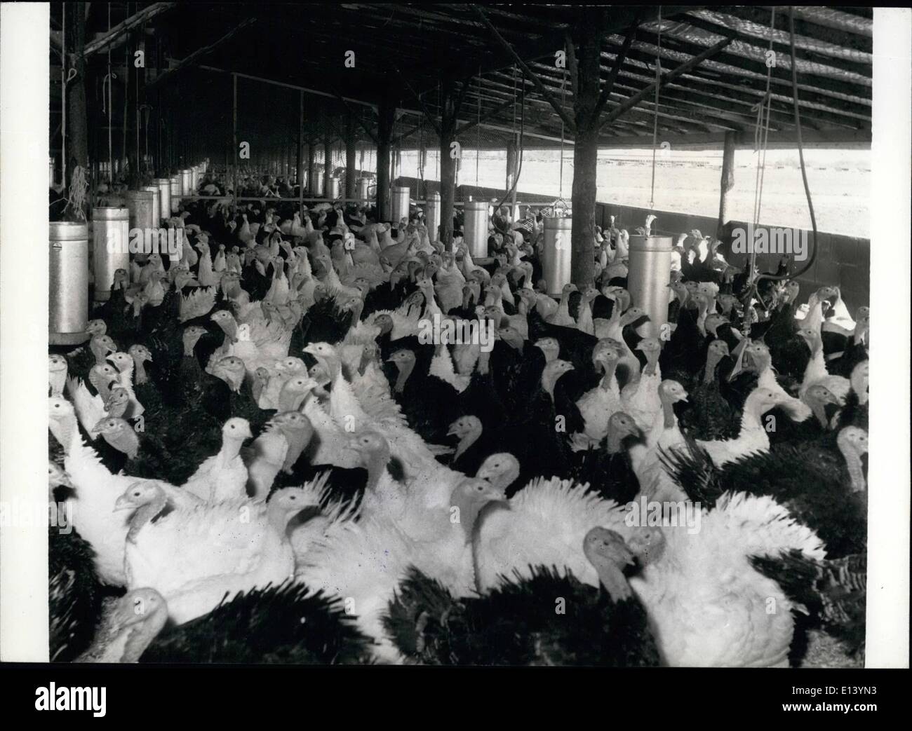 000 turkeys just 12 hi-res stock photography and images - Alamy