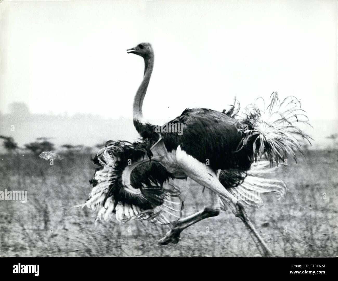 Mar. 27, 2012 - Ostrich - mating dance Stock Photo - Alamy