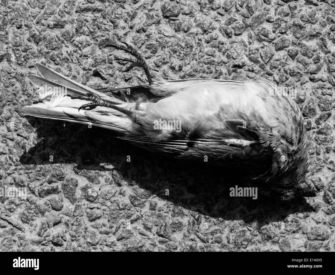 Dead sparrow Black and White Stock Photos & Images - Alamy
