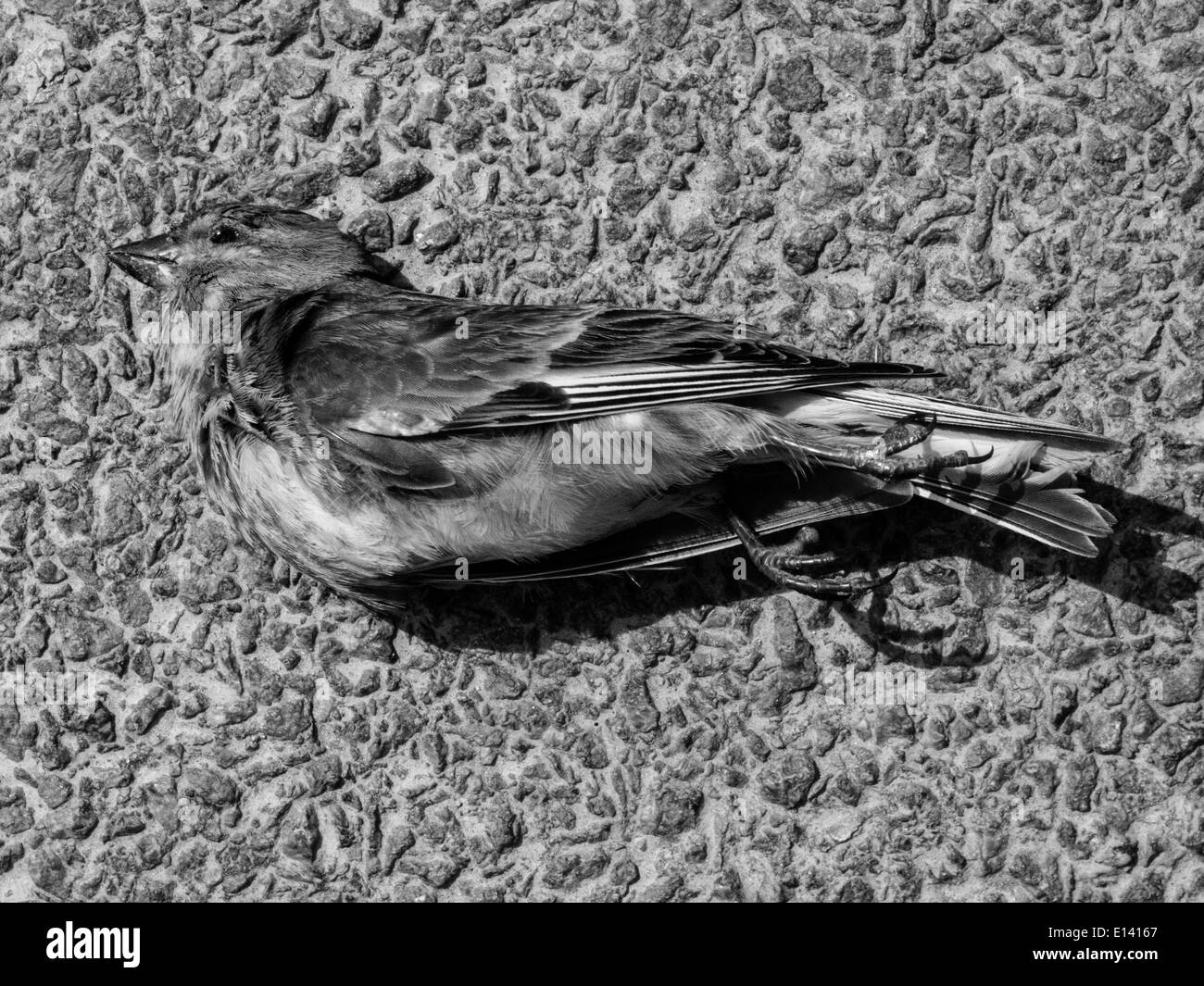 Killed dead Black and White Stock Photos & Images - Alamy