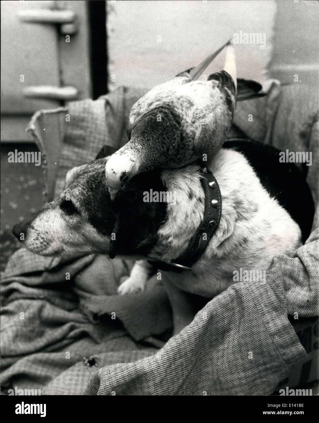 Dog with pigeon hi-res stock photography and images - Alamy