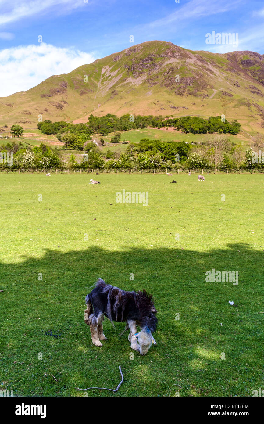 A single, scruffy sheep enjoying Buttermere grass, the Lake District ...