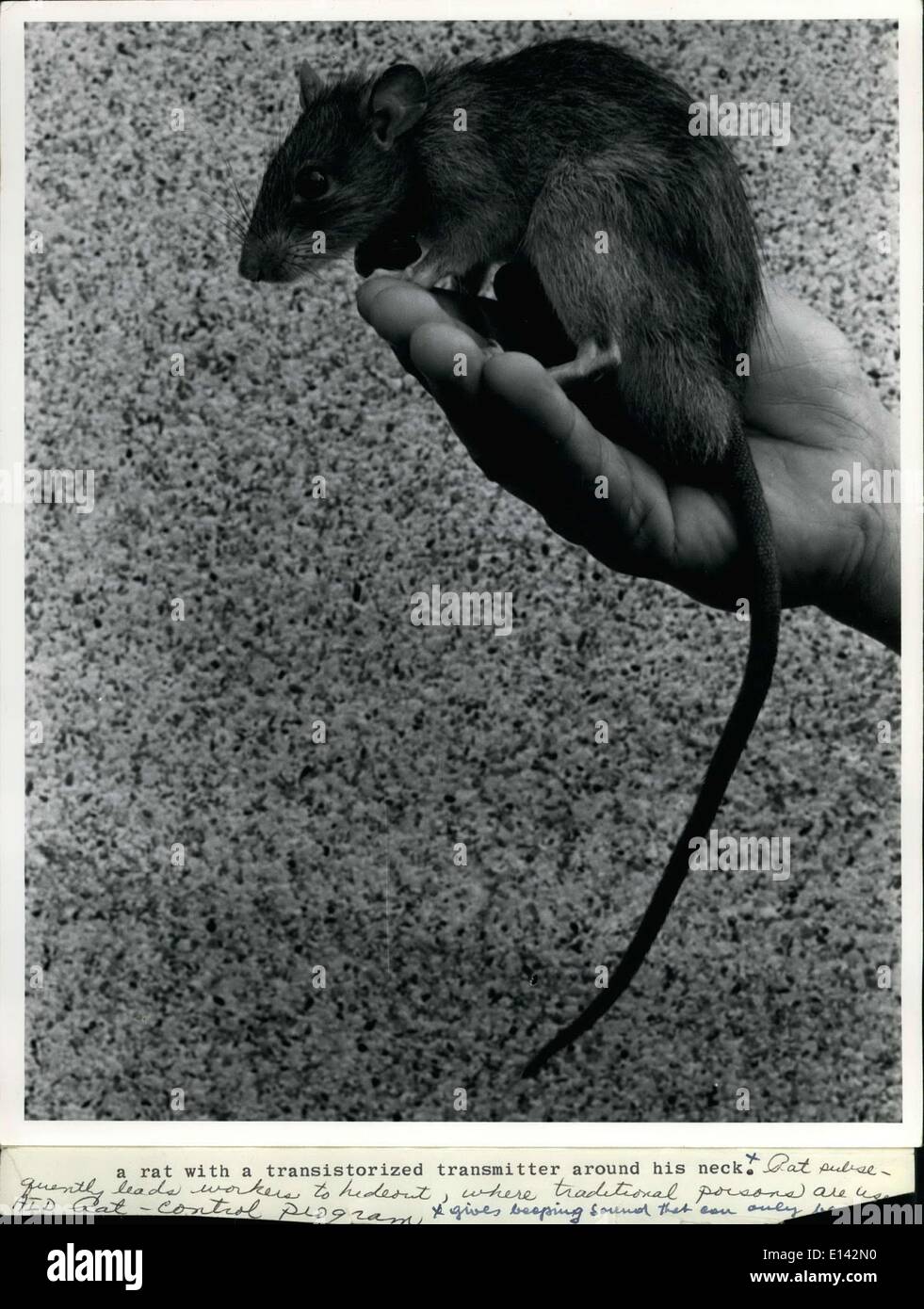 Mar. 31, 2012 - A rat with a transistorized transmitter around hi neck ...