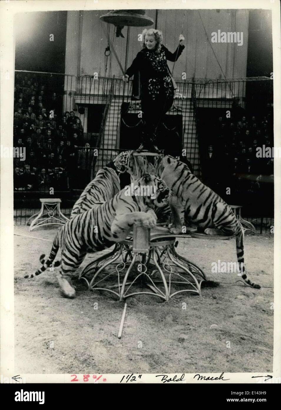 Mar. 31, 2012 - Circus act with four Tigers Stock Photo - Alamy
