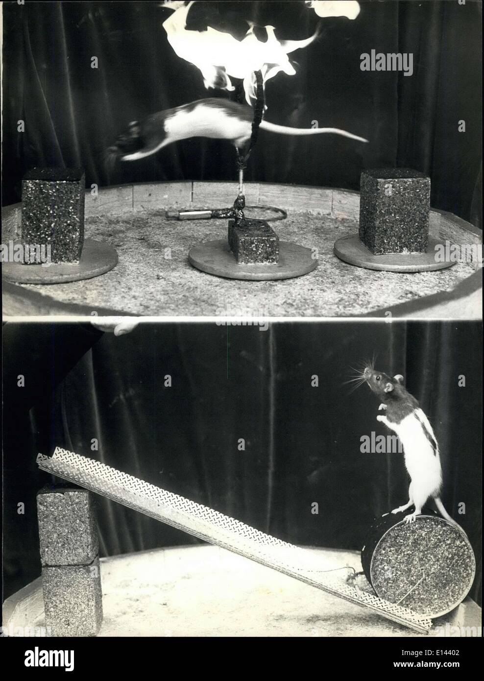 Big white rat hi-res stock photography and images - Alamy