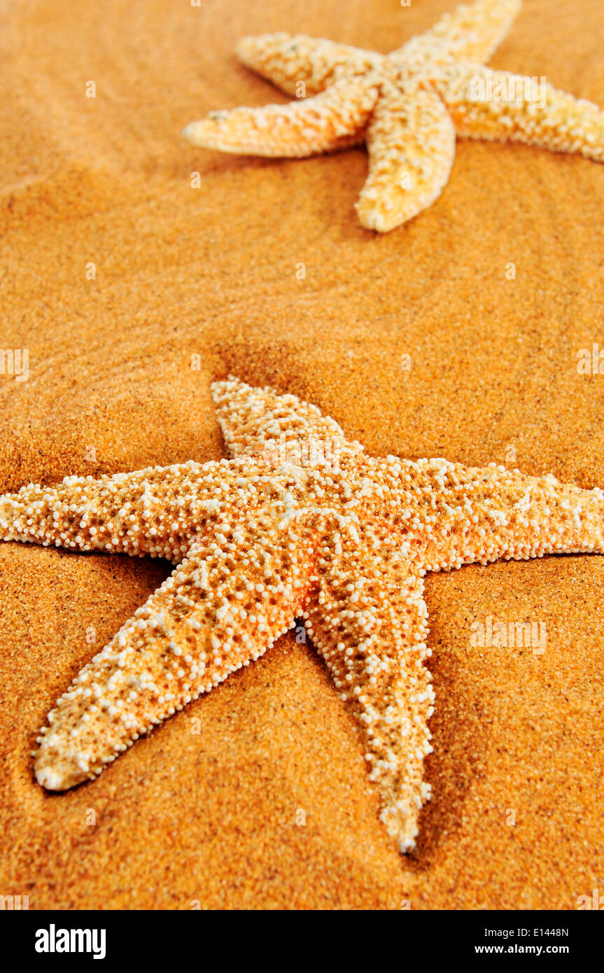 Starfishes hi-res stock photography and images - Alamy
