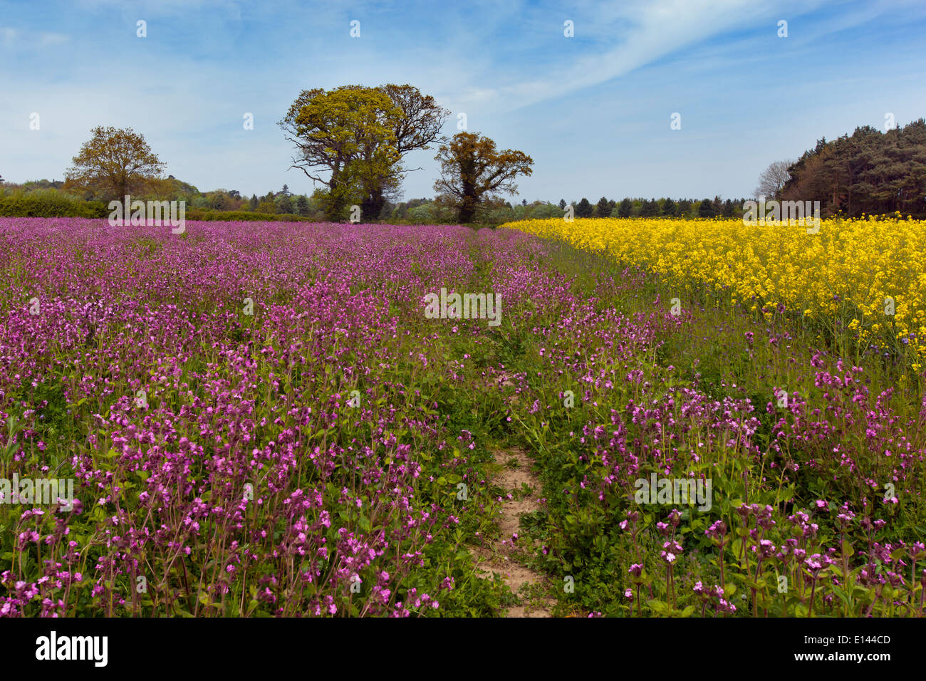 Red Campion Silene dioica on field margin with oilseed rape field in ...