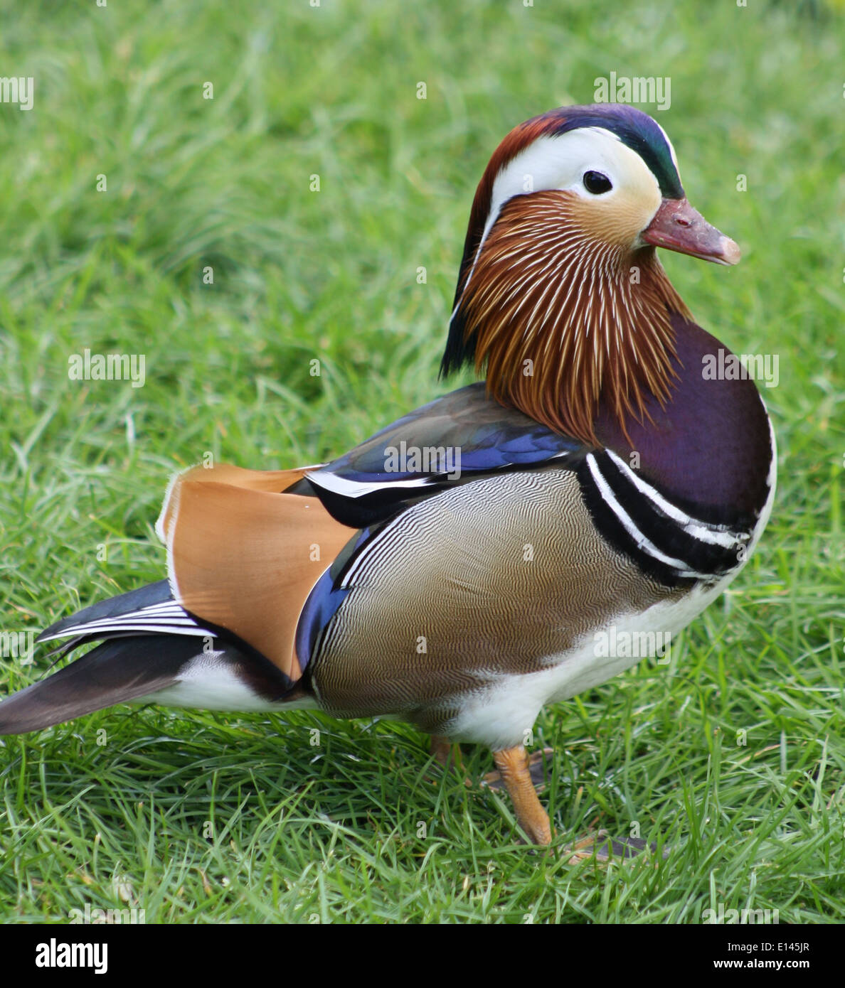 Male fowl hi-res stock photography and images - Alamy