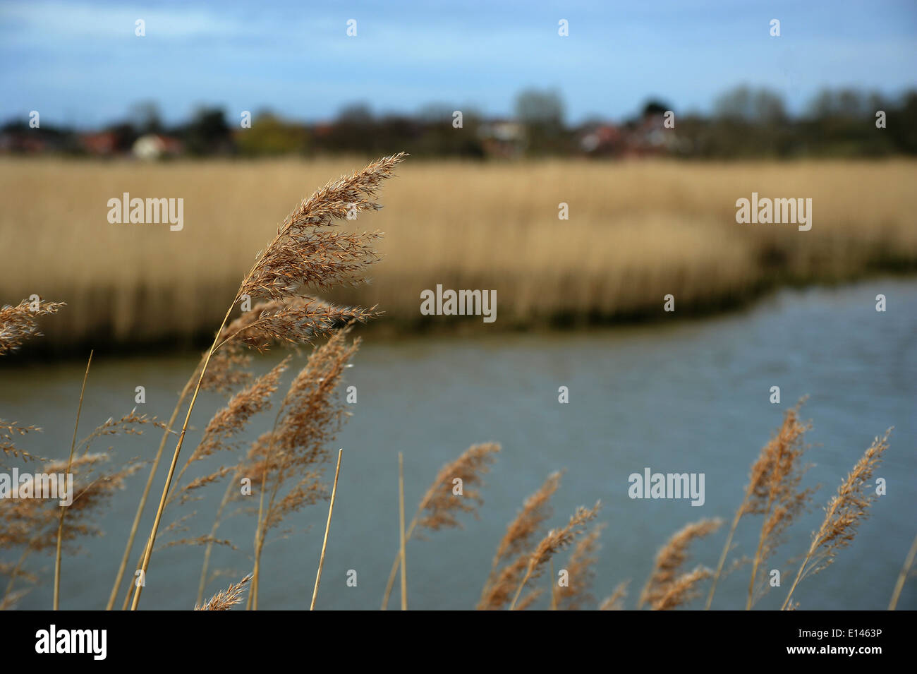 Suffolk reed beds hi-res stock photography and images - Alamy