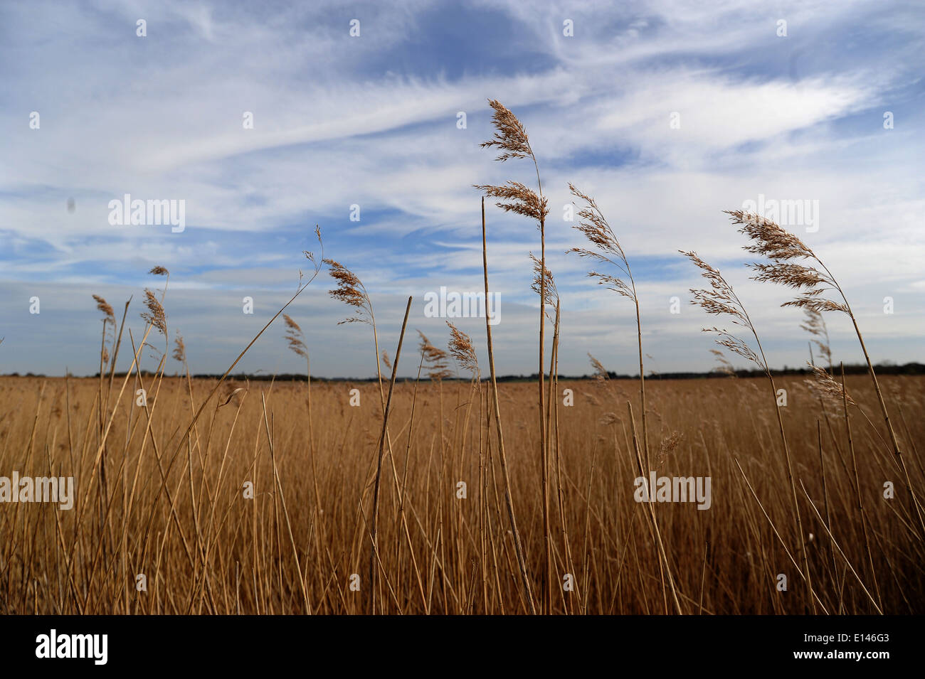 reed bed snape maltings east anglia suffolk Stock Photo - Alamy