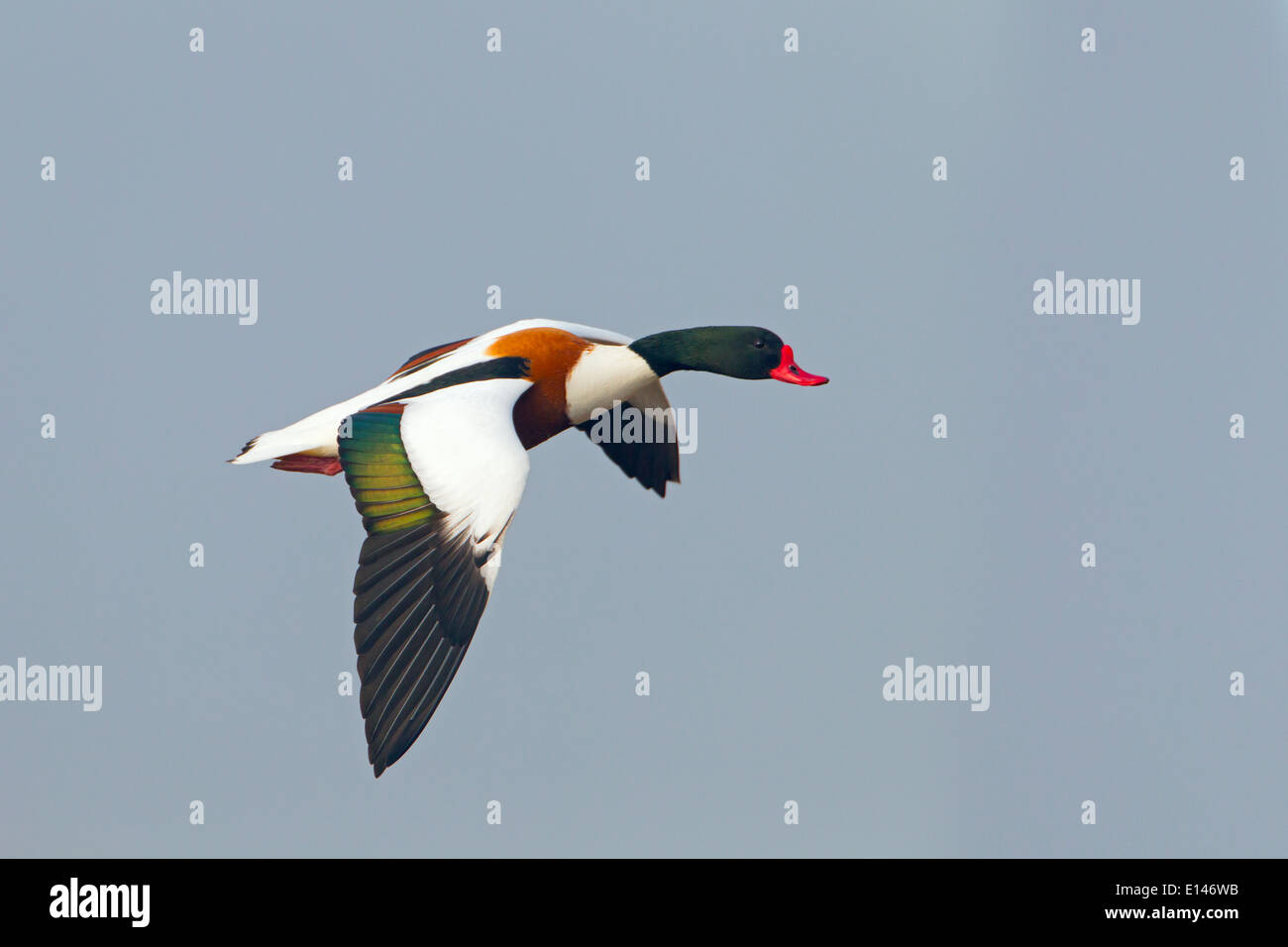 Shelduck Tadorna tadorna in flight at Cley Norfolk Stock Photo - Alamy