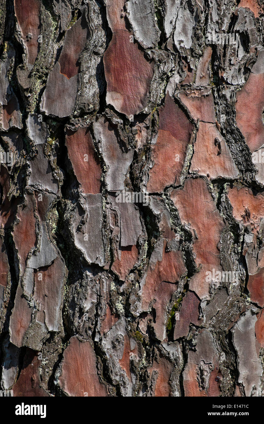 Rough fir hi-res stock photography and images - Alamy