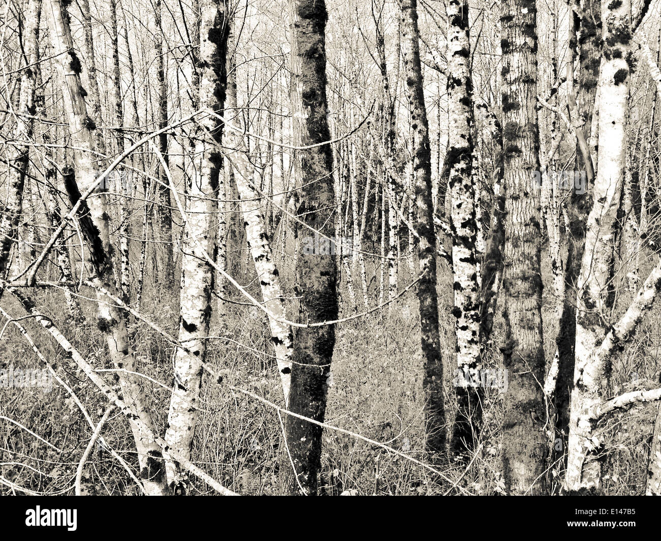 Bare trees growing in forest Stock Photo - Alamy