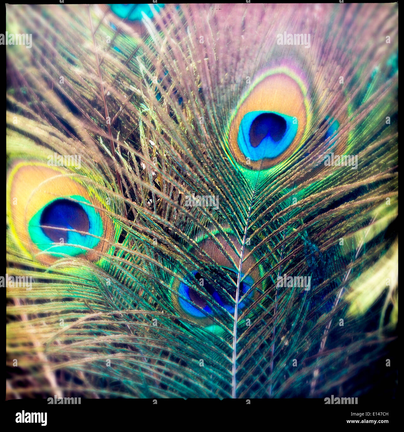 Close up of peacock feathers Stock Photo - Alamy