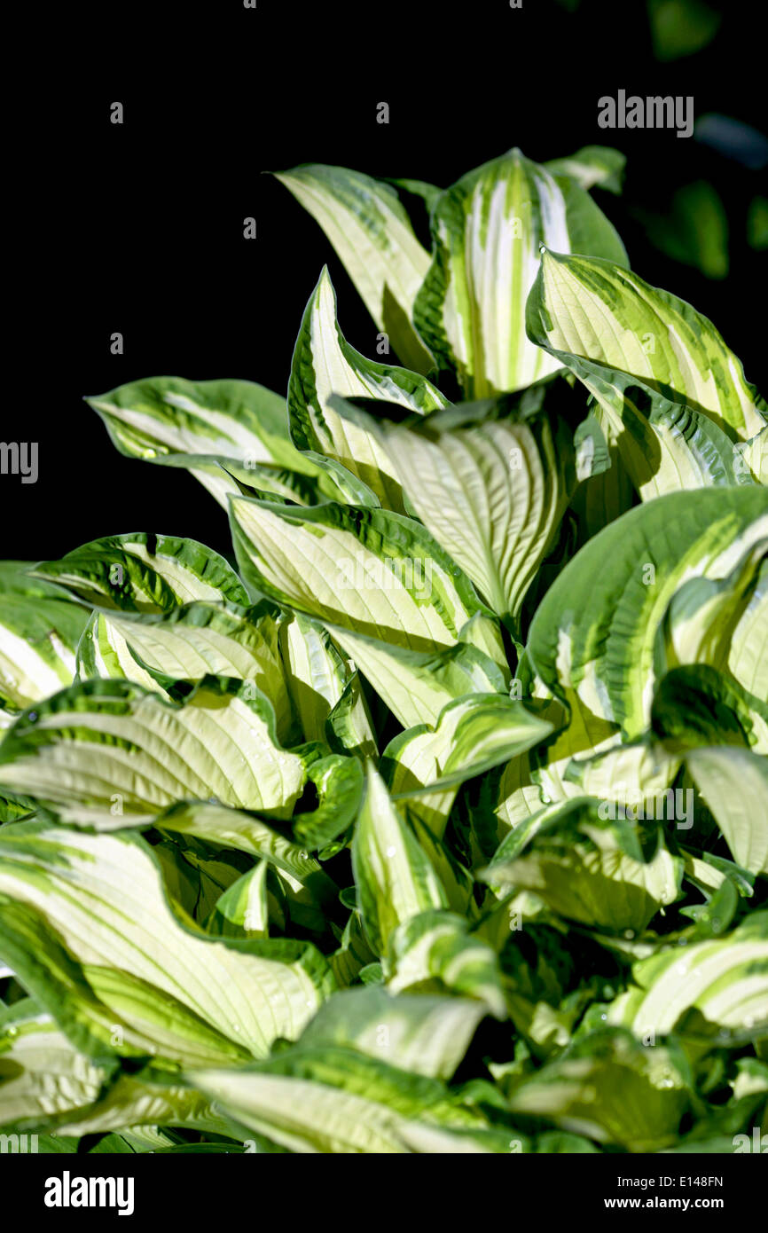Pictured here is an image of an Hosta plant, viewed from an overhead ...