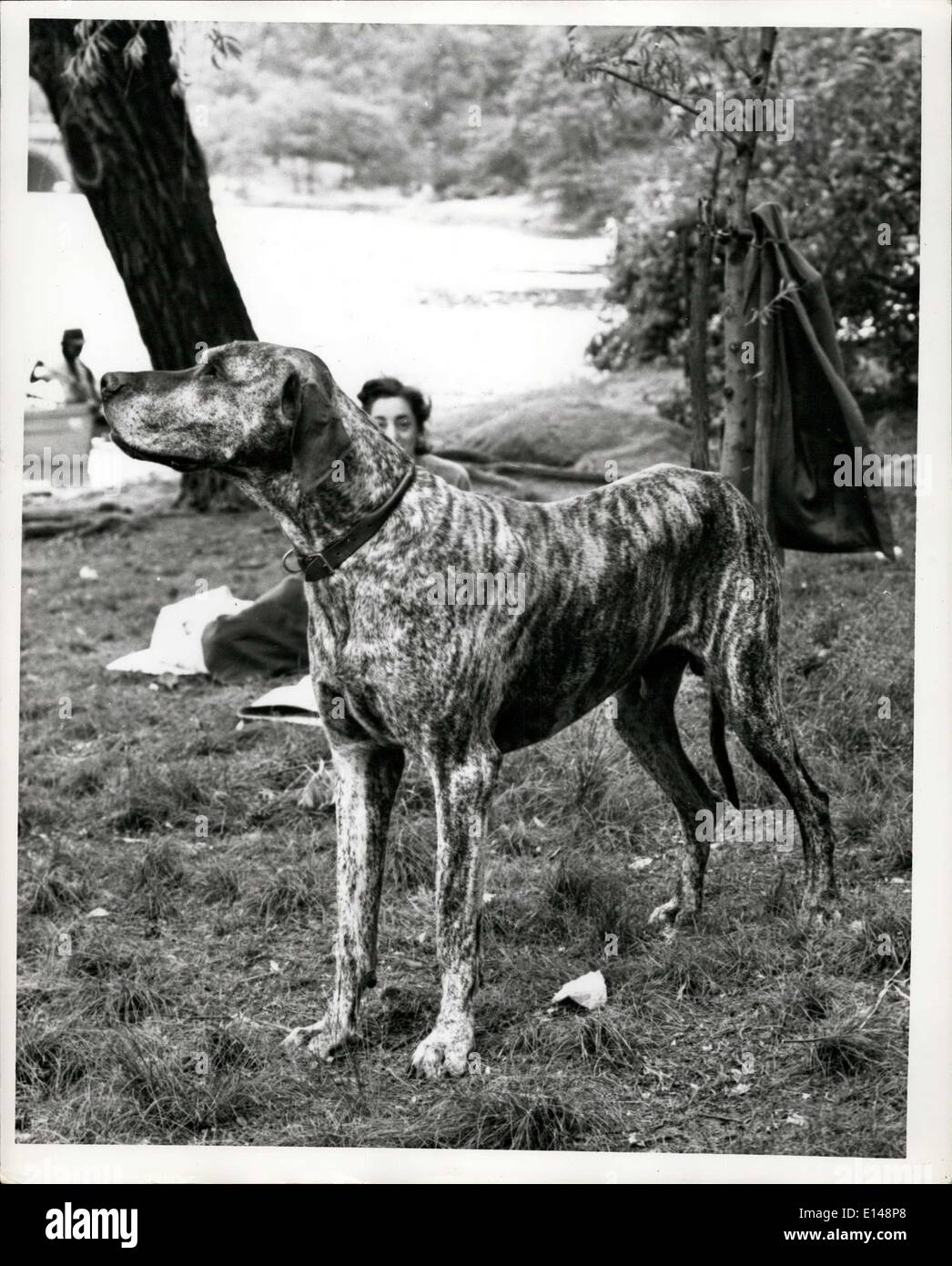 2012 great dane hi-res stock photography and images - Alamy