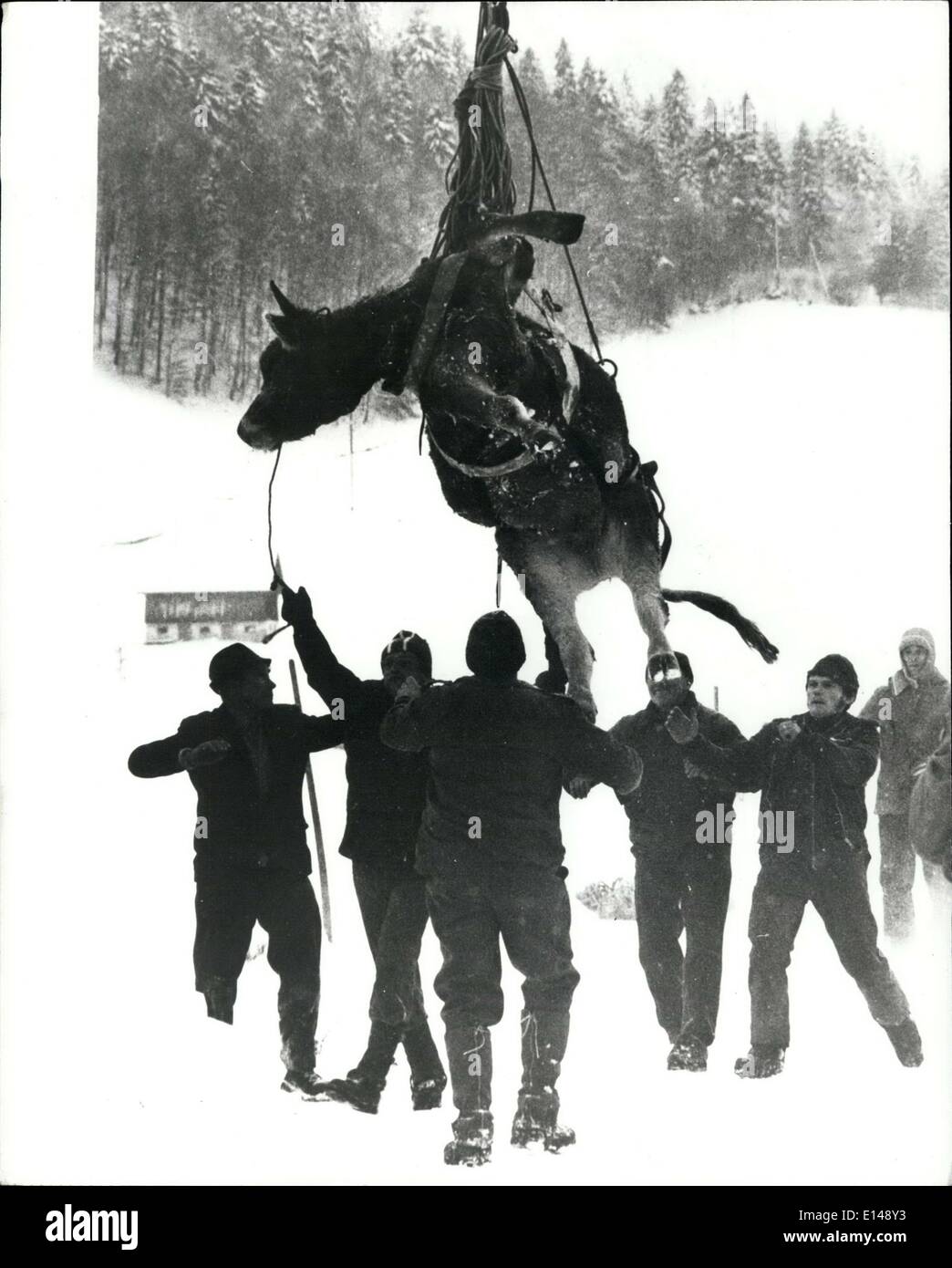 Apr. 17, 2012 - Cattle rescue by Helicopter: Here are some unusual ...