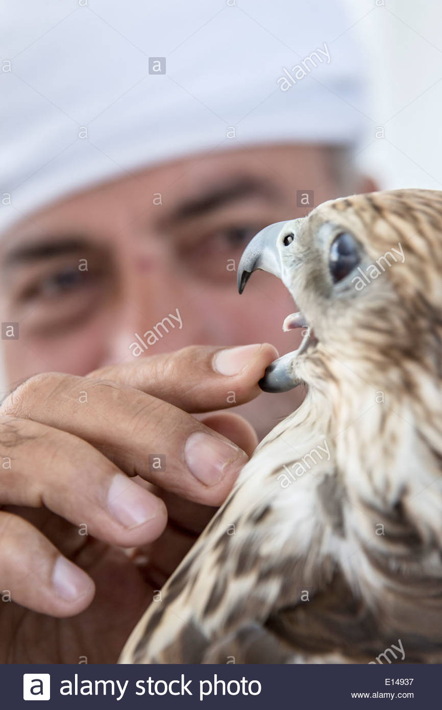 Man Falcon Arab Stock Photos & Man Falcon Arab Stock Images - Alamy