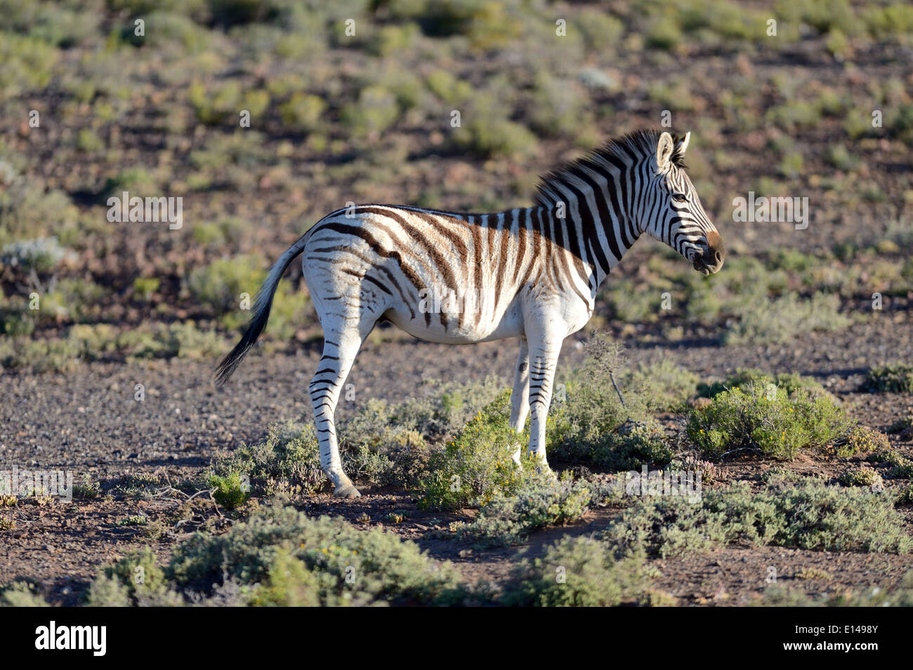 A photo of a zebra in its natural habitat Stock Photo - Alamy