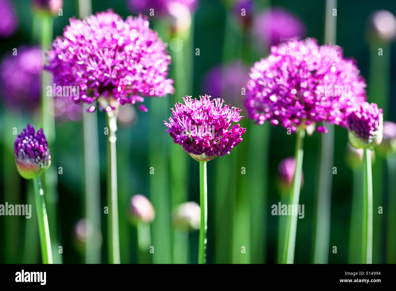 Late spring early summer flowering allium hi-res stock photography and ...