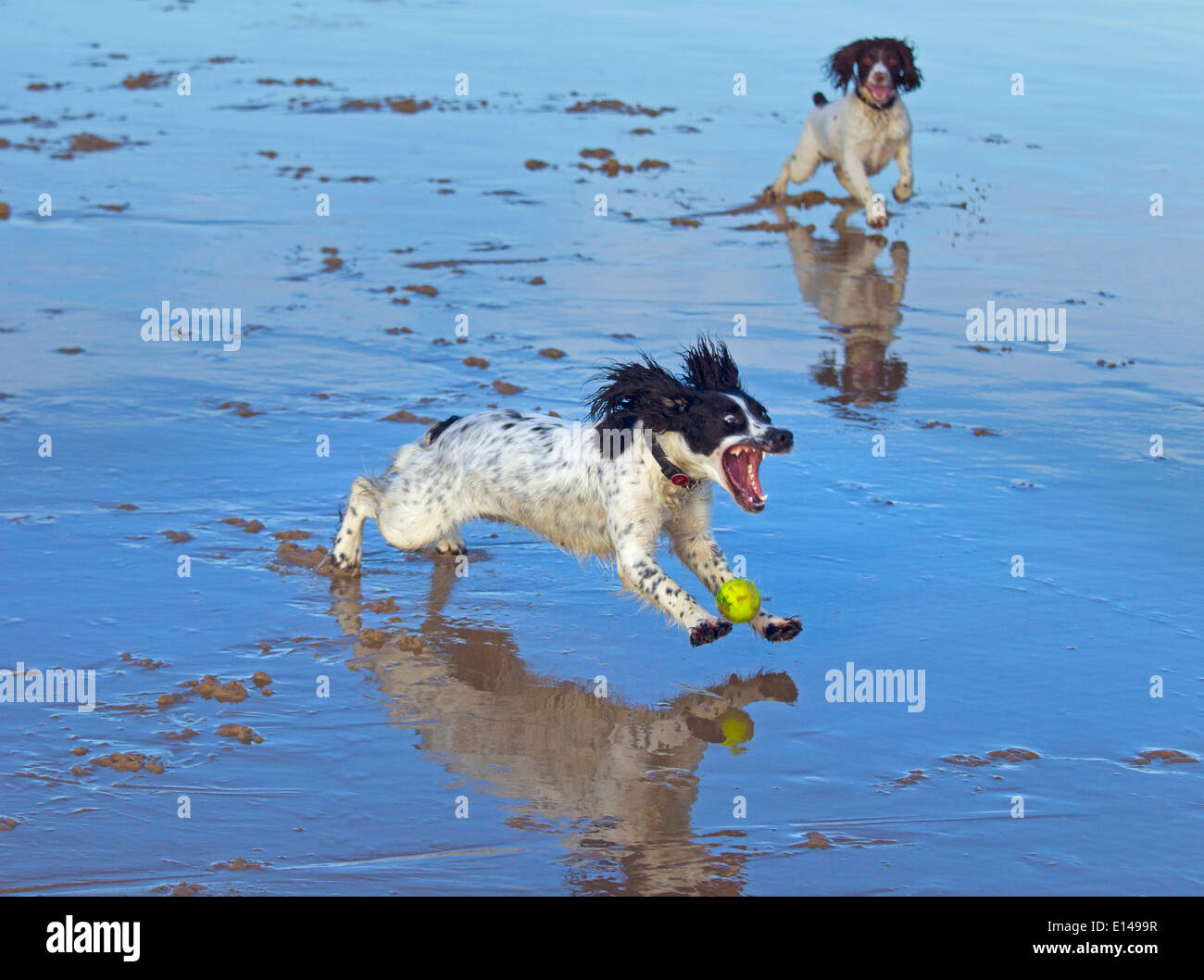 English Springer Spaniel playing on beach in Norfolk Stock Photo - Alamy