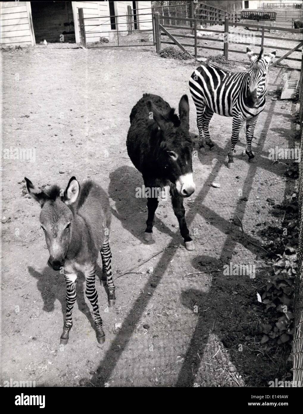 Apr. 17, 2012 - Strange family at Colchester Zoo: Cross a zebra father ...