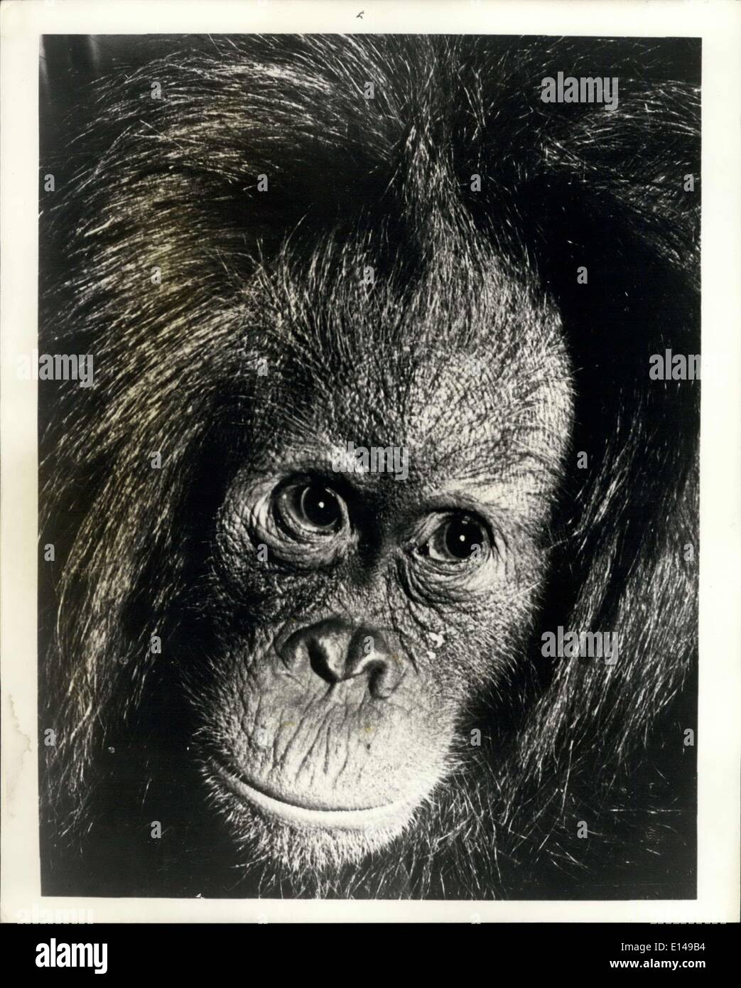 Prince philip showered ape at london zoo hi-res stock photography and ...