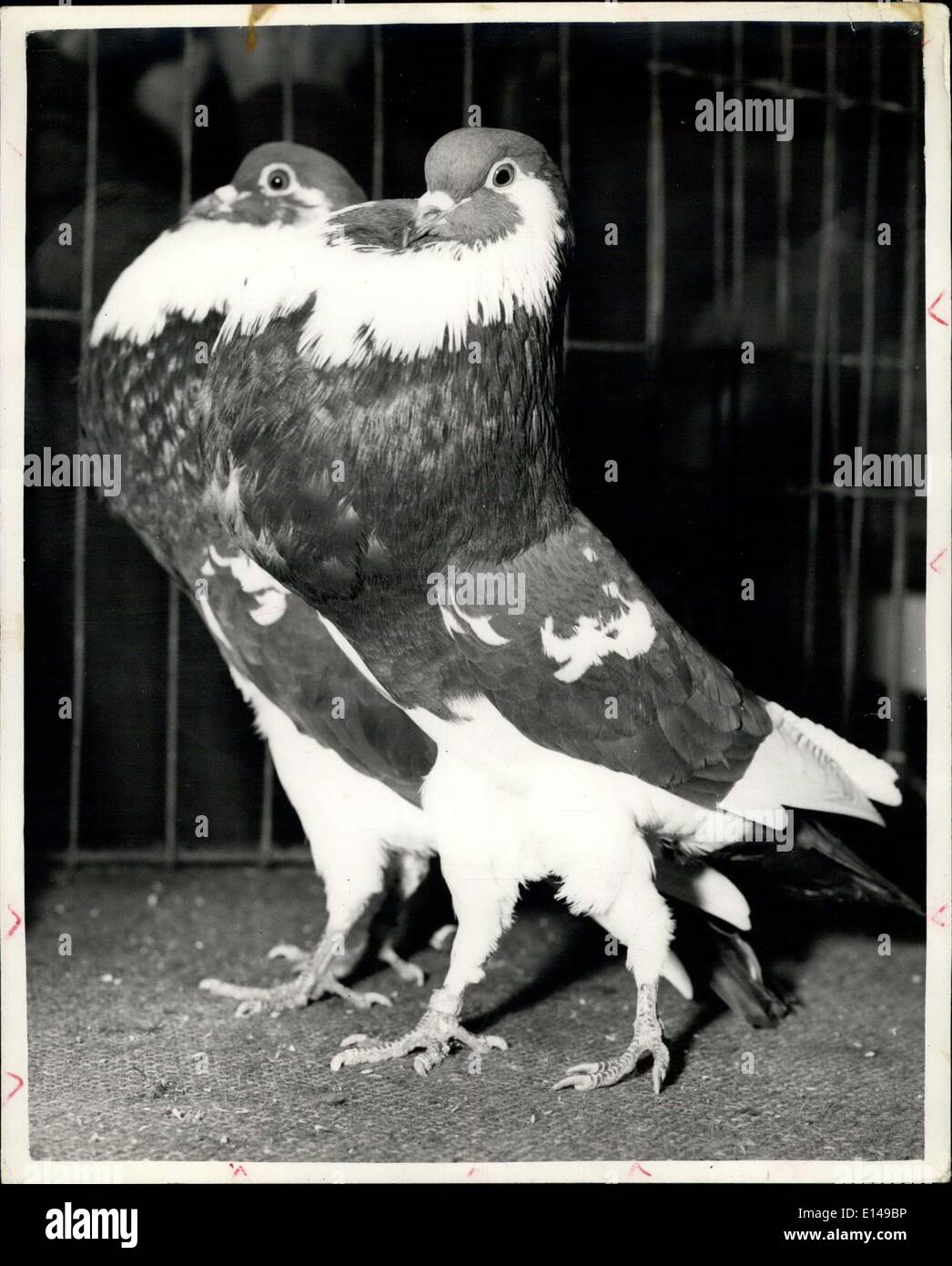 Cropper Pigeons