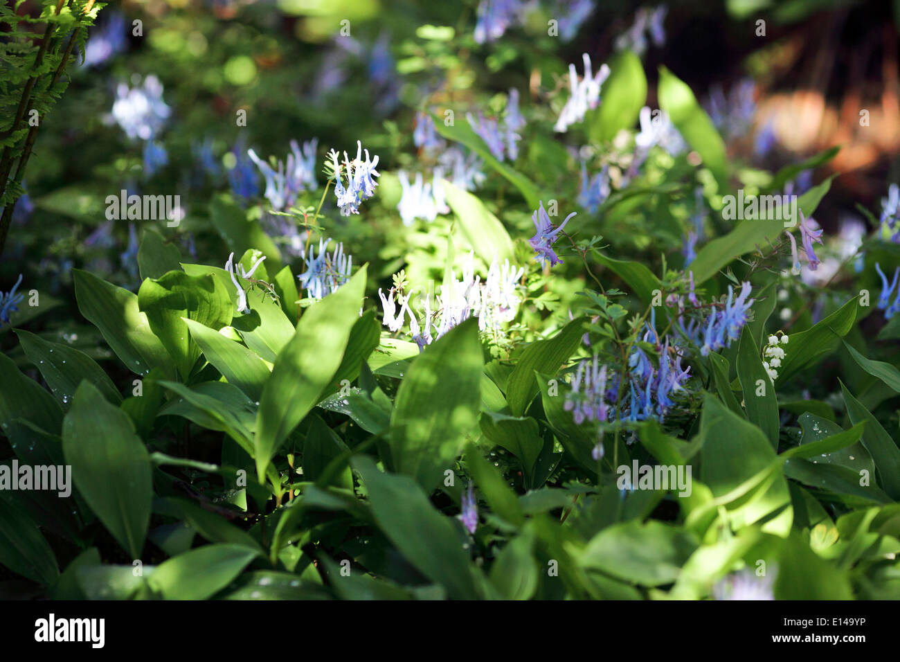 Beautiful spring plants captured in Gatten in Shropshire, England Stock ...